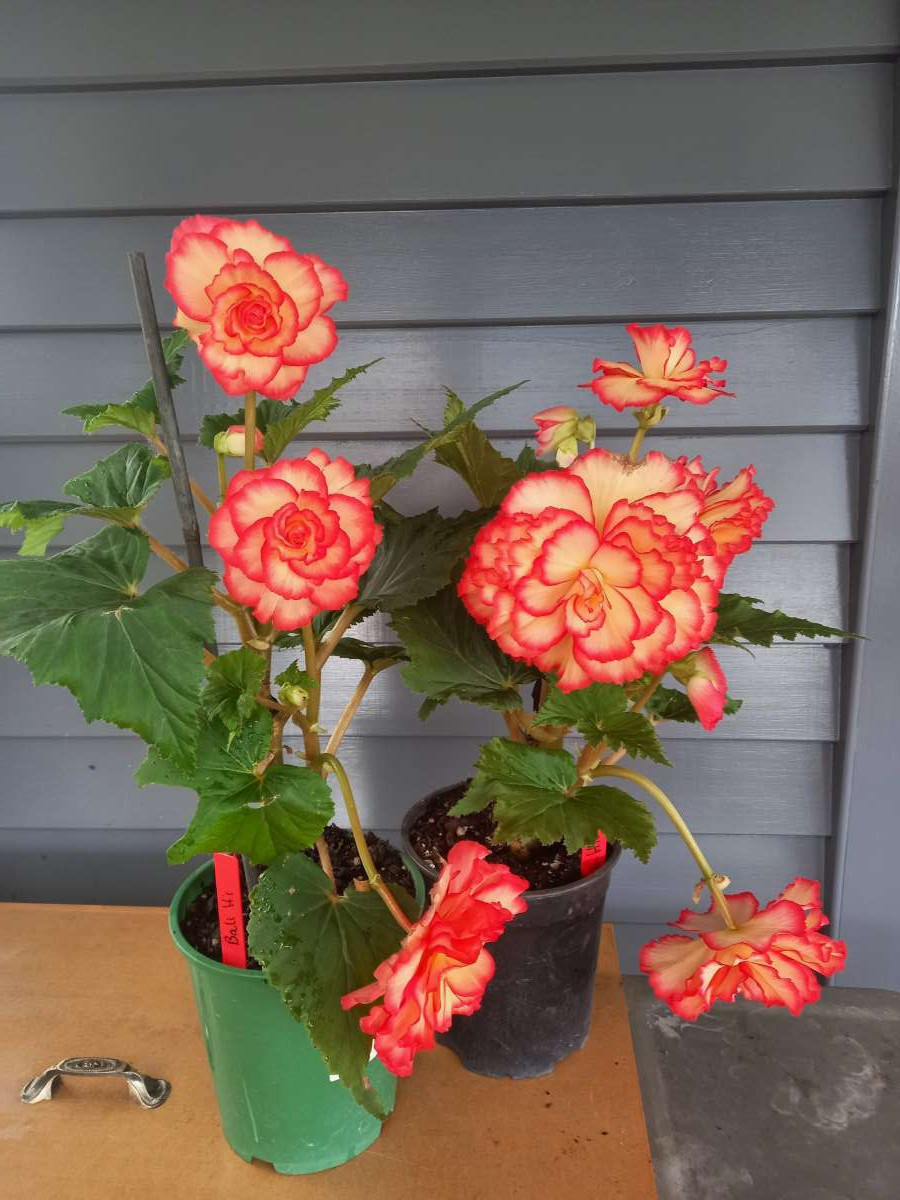 Begonia Gallery - Begonias at Jan's place
